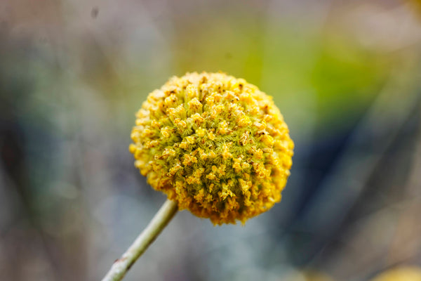 Buy Pycnosorus globosus (Billy Buttons) - Wholesale Online – Regen ...