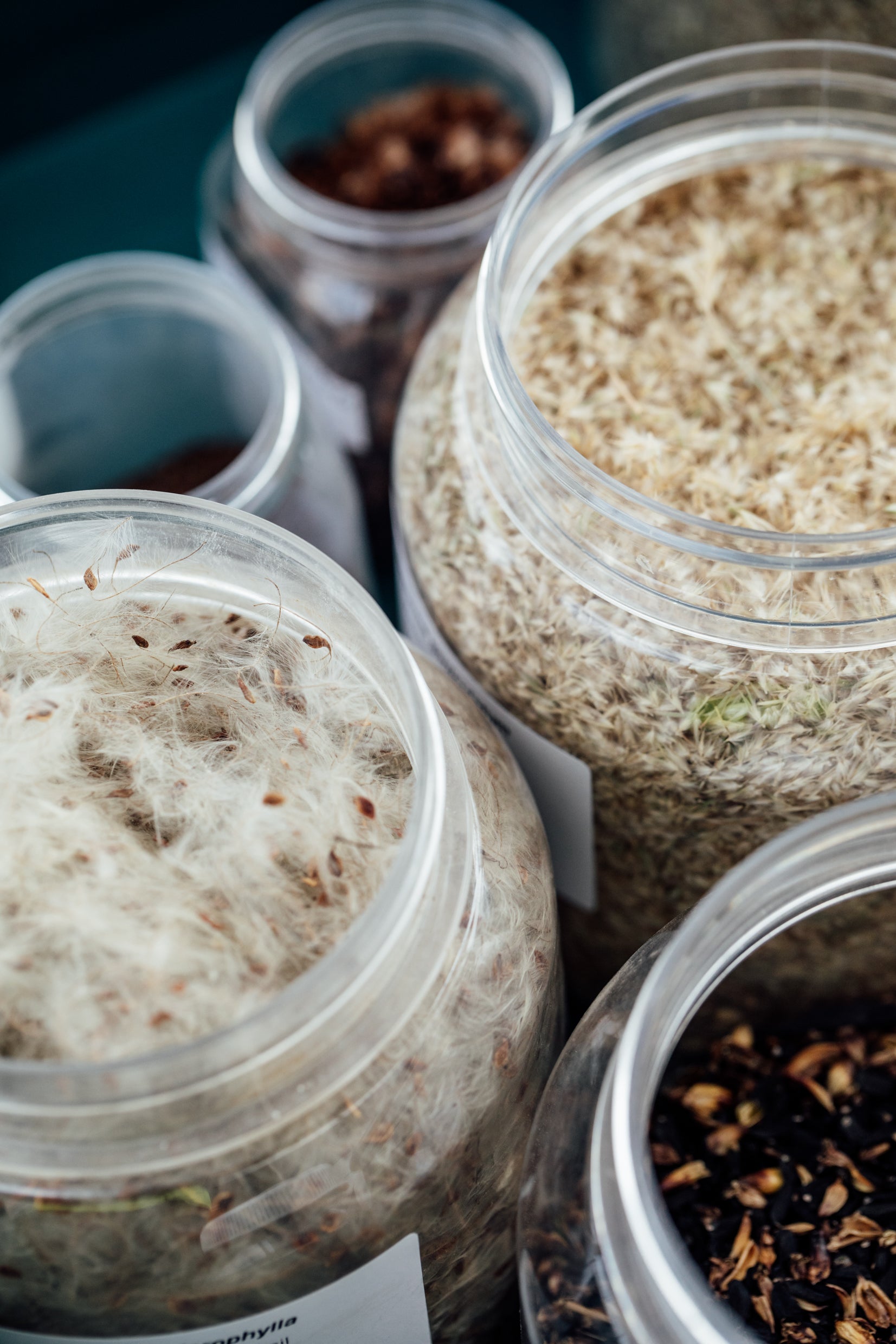 Seedbank and Seed Collection – Regen Nurseries