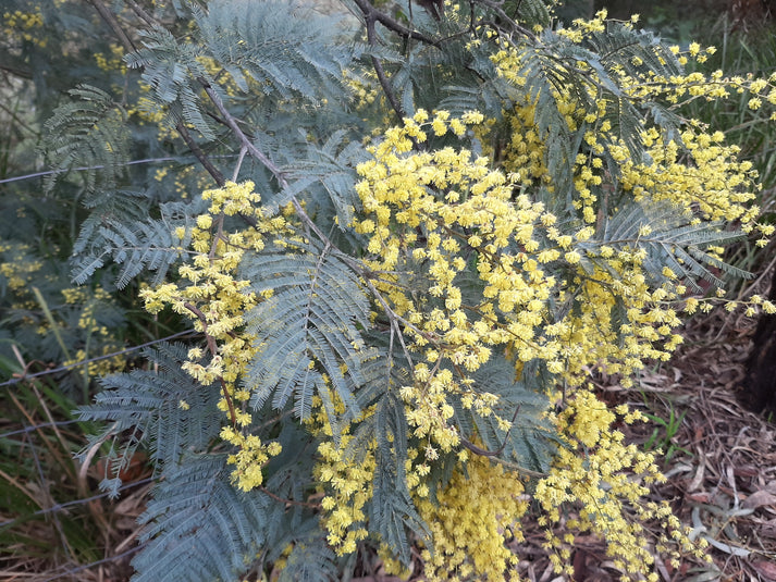 Buy Acacia dealbata (Silver Wattle) Online – Regen Nurseries