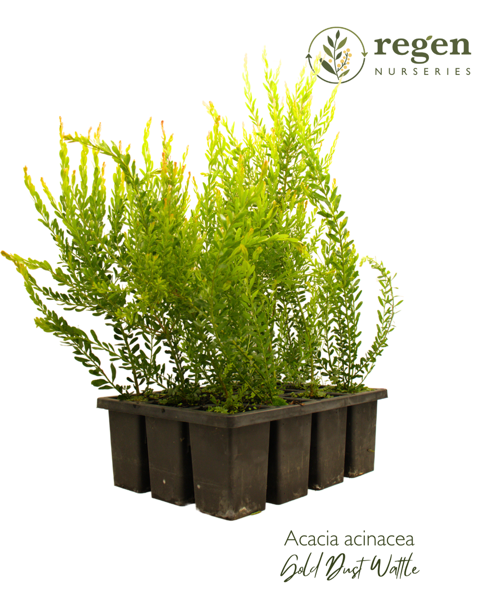 Buy Acacia acinacea (Gold Dust Wattle) - Wholesale Online – Regen Nurseries