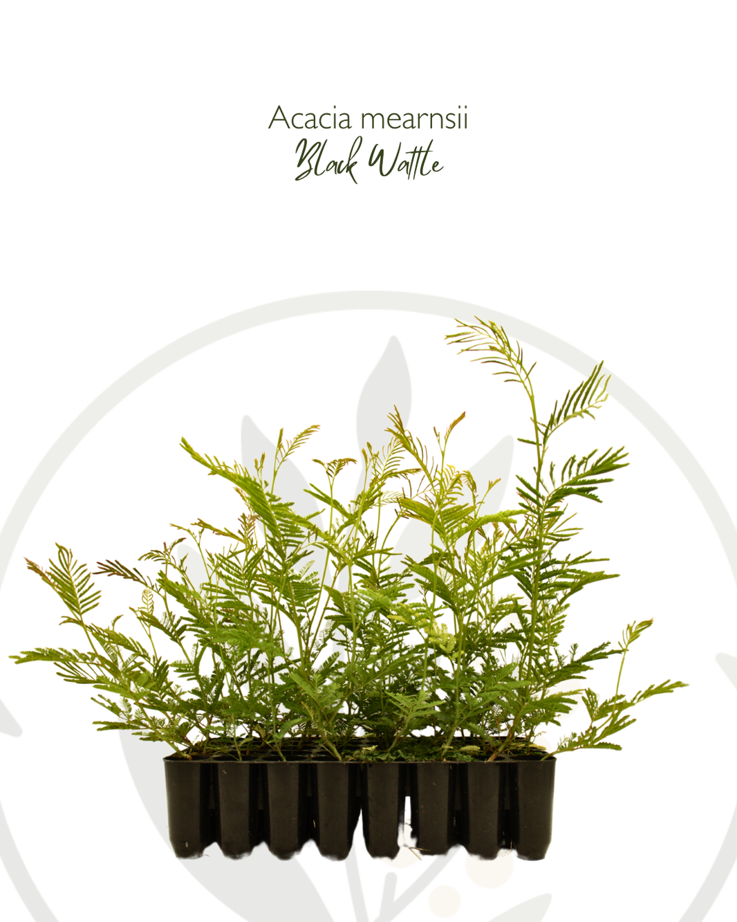 Products – Regen Nurseries