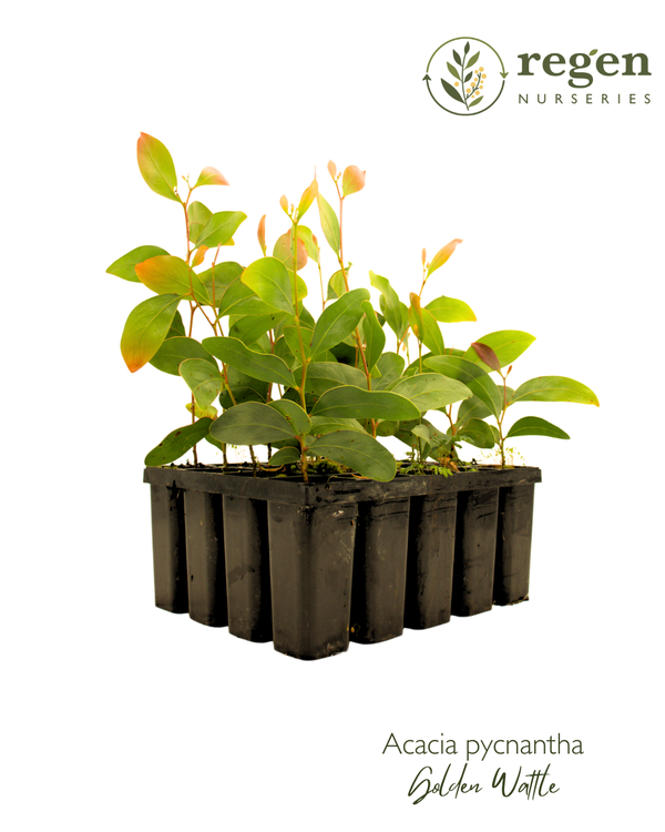 Buy Acacia pycnantha (Golden Wattle) Tubestock wholesale Online – Regen ...