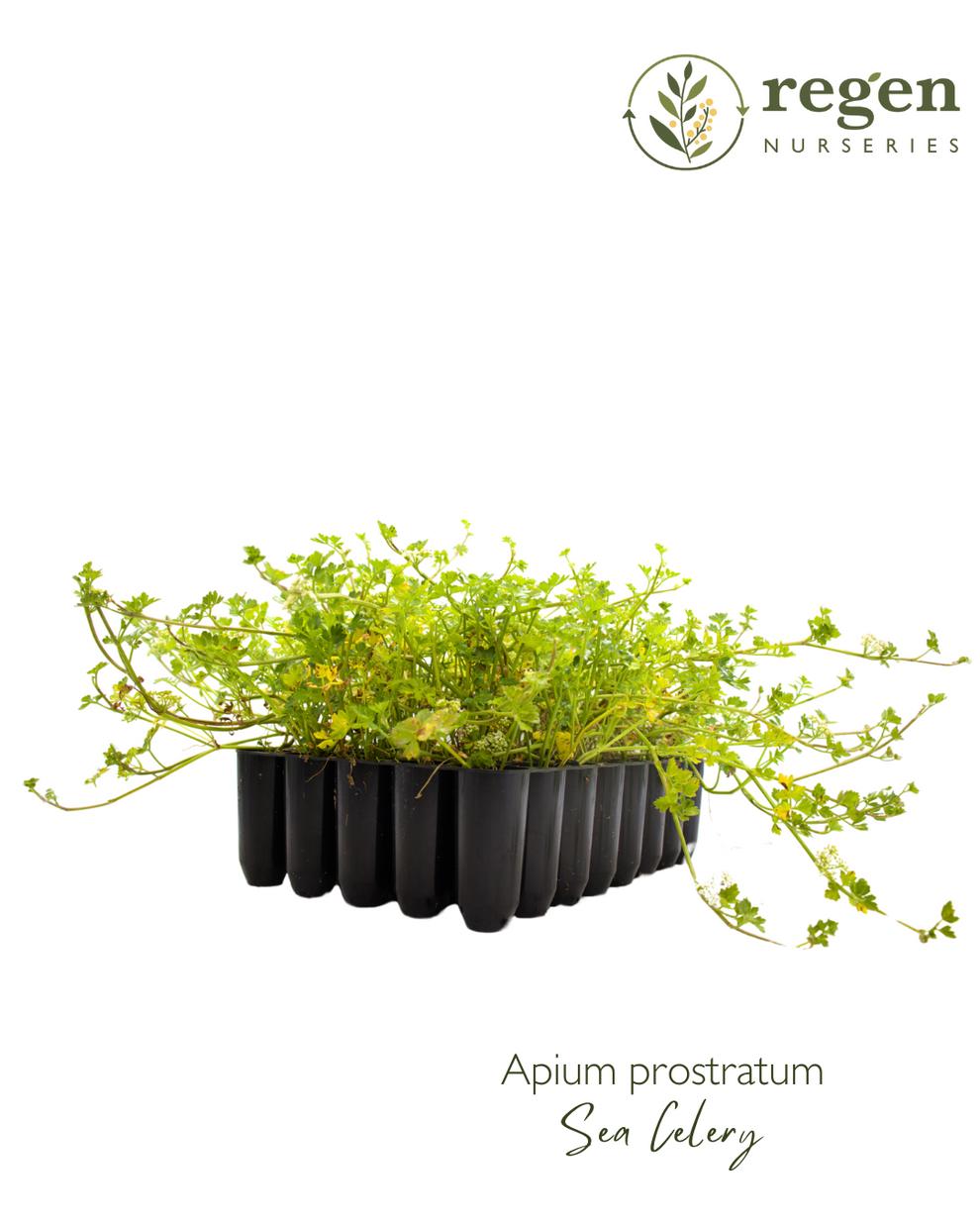 Buy Apium prostratum (Sea Celery) - Wholesale Online – Regen Nurseries