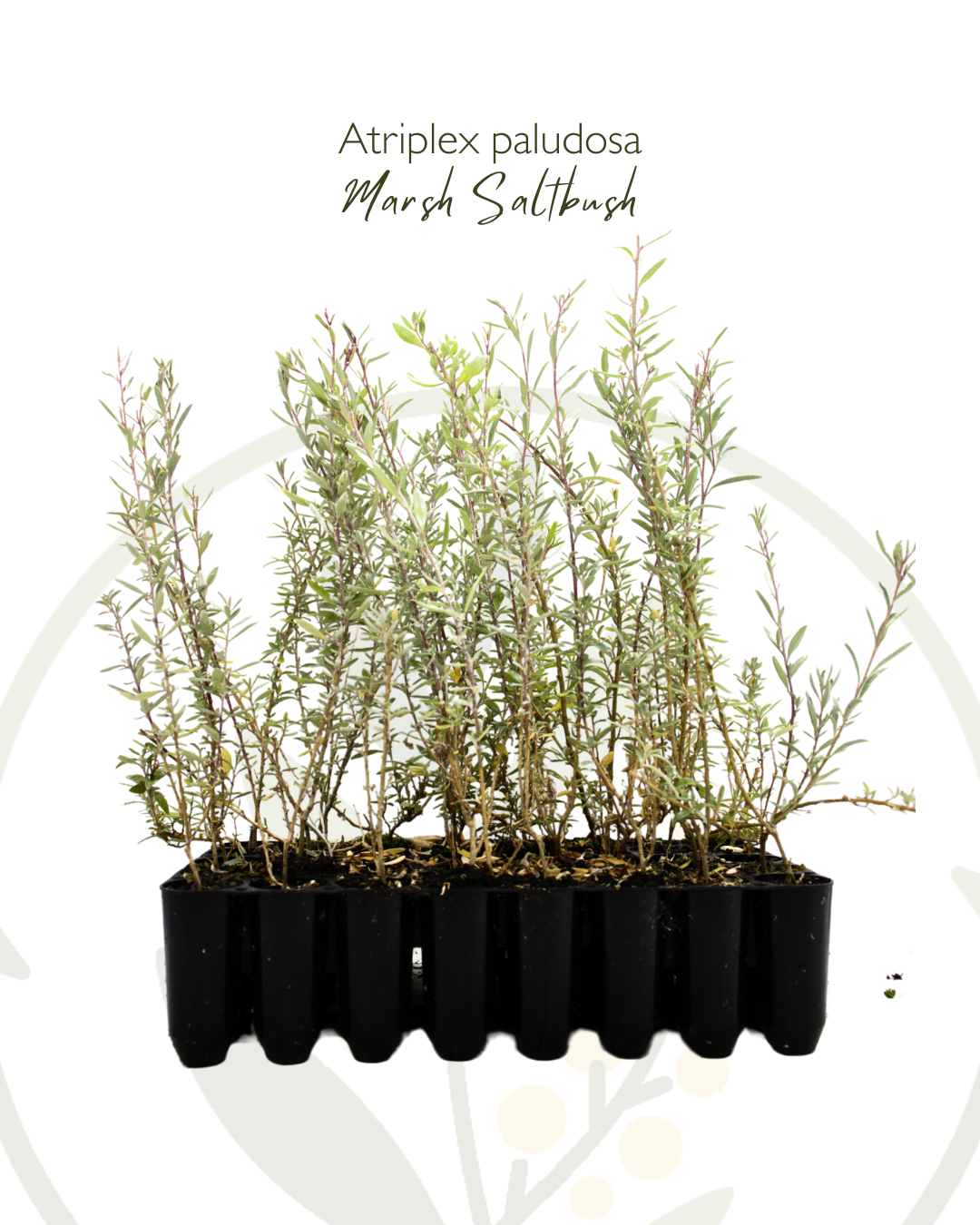 Buy Atriplex paludosa (Marsh Saltbush) - Wholesale Online – Regen Nurseries
