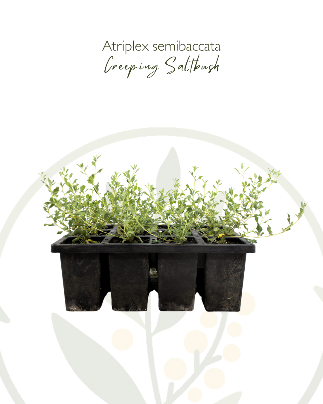 Buy Atriplex semibaccata (Hiko Tray (40 Plants)) Online – Regen Nurseries