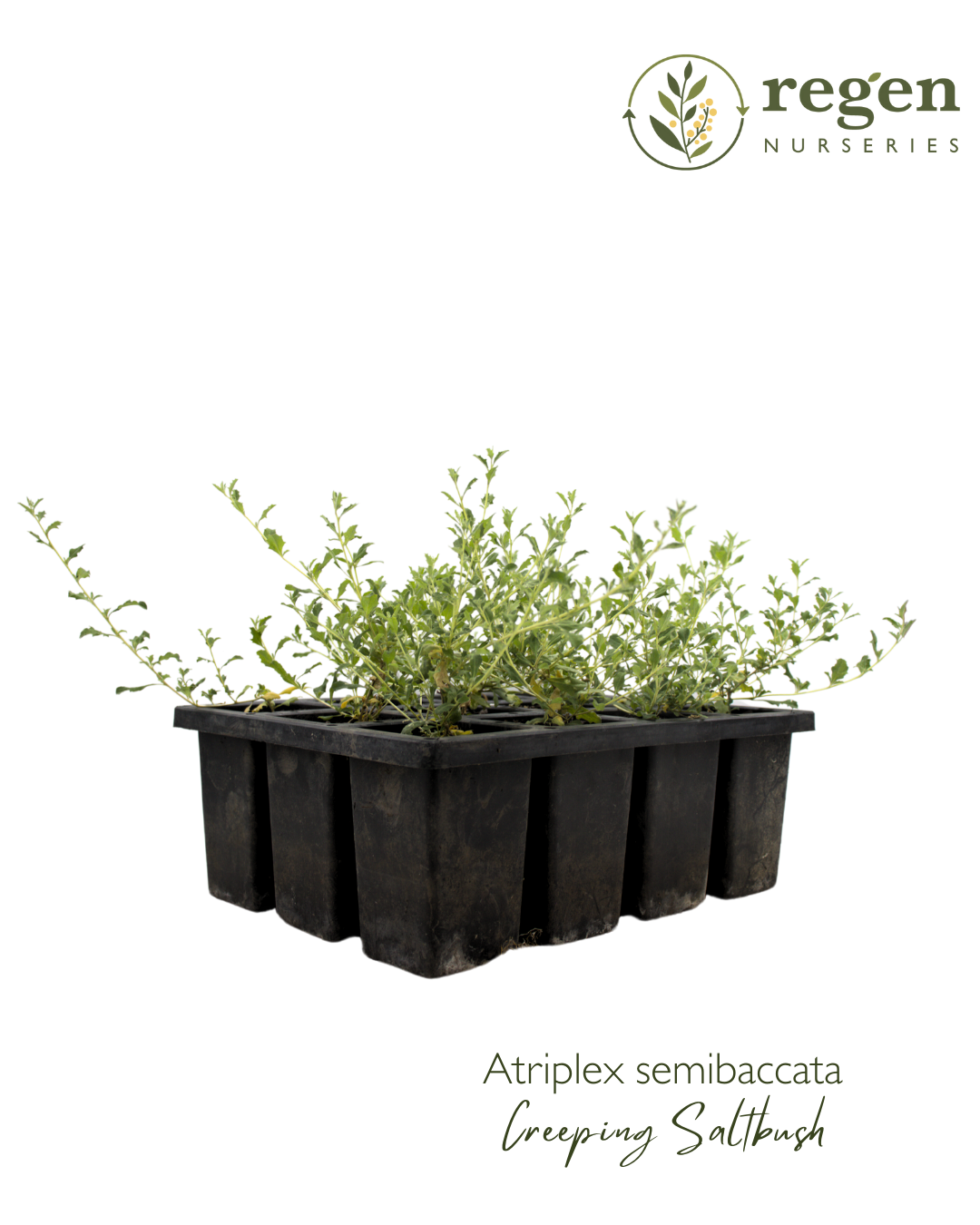 Buy Atriplex semibaccata (Hiko Tray (40 Plants)) Online – Regen Nurseries