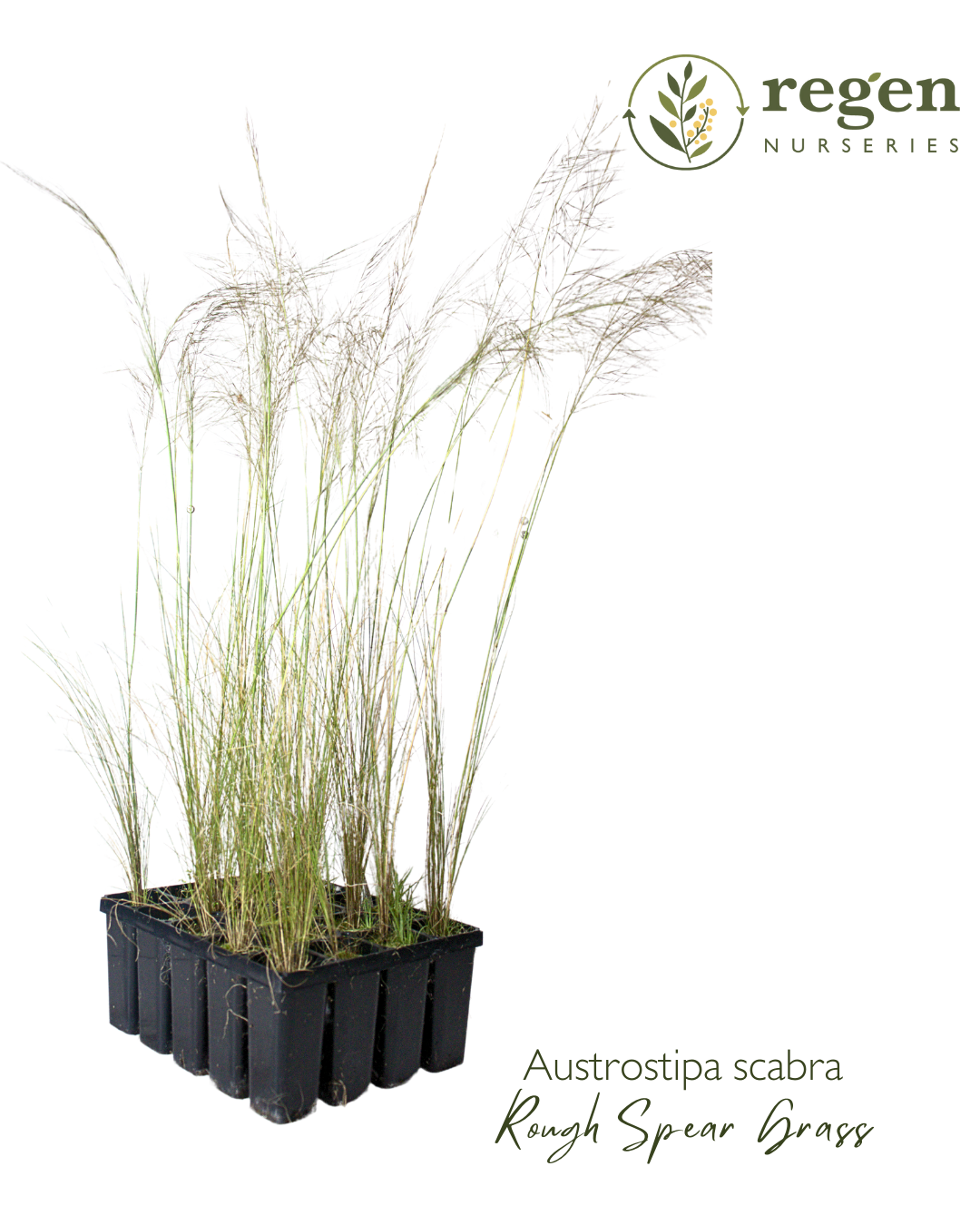Buy Austrostipa scabra wholesale Online – Regen Nurseries