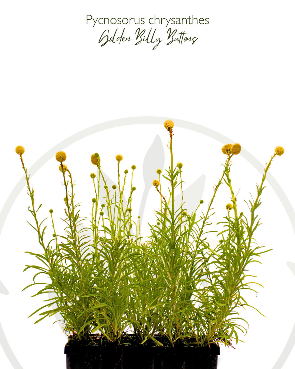 Buy Pycnosorus chrysanthes (Golden Billy Buttons) Wholesale Online ...
