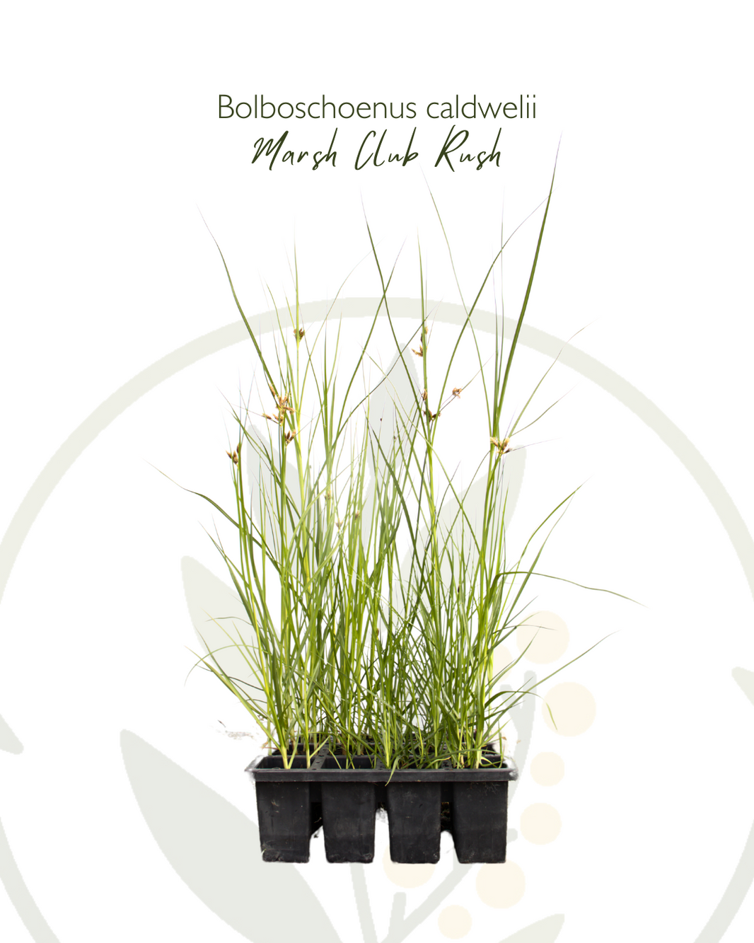 Wetland and Aquatic Plants – Regen Nurseries