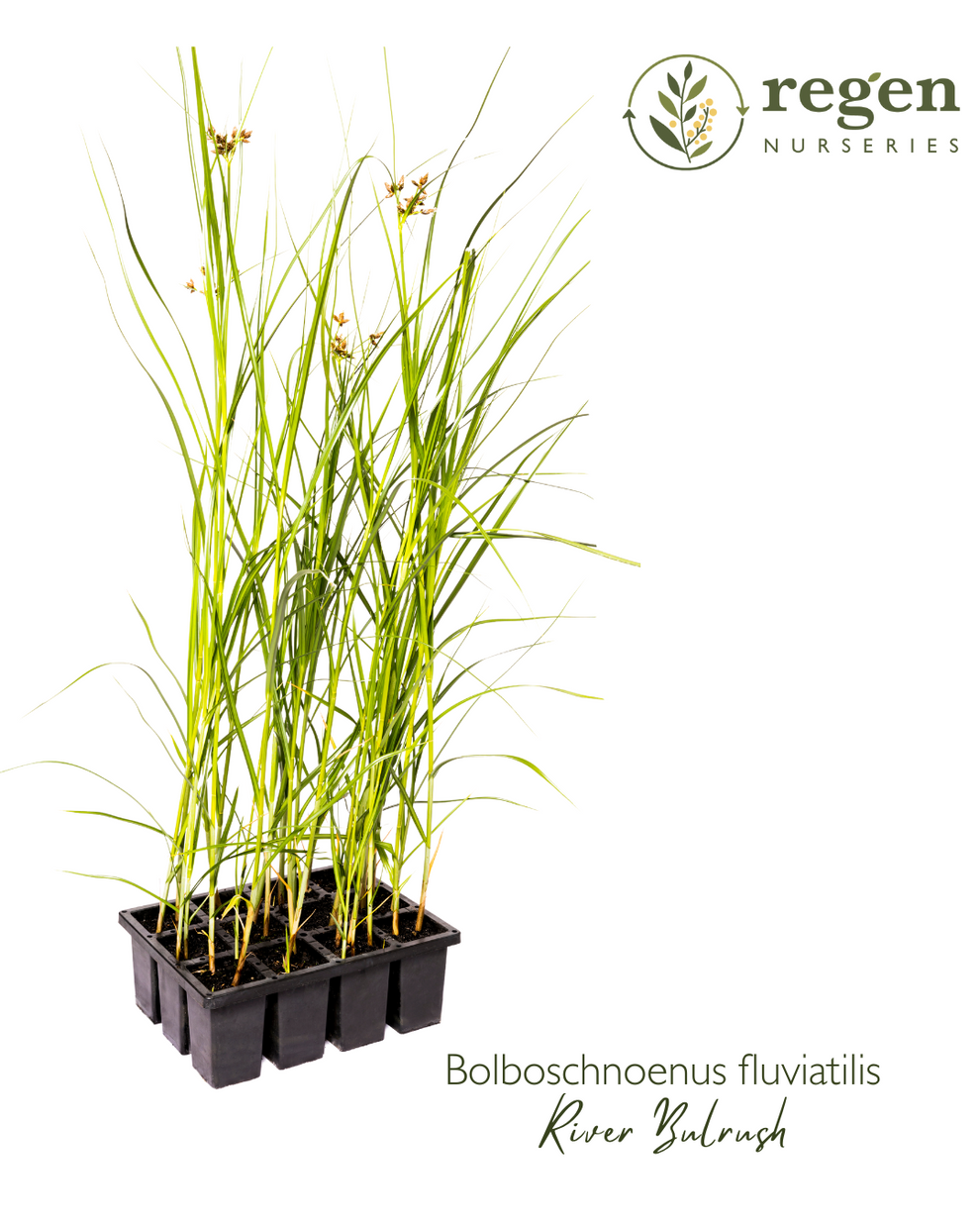 Buy Bolboschoenus fluviatilis (River Bulrush) - Wholesale Online ...