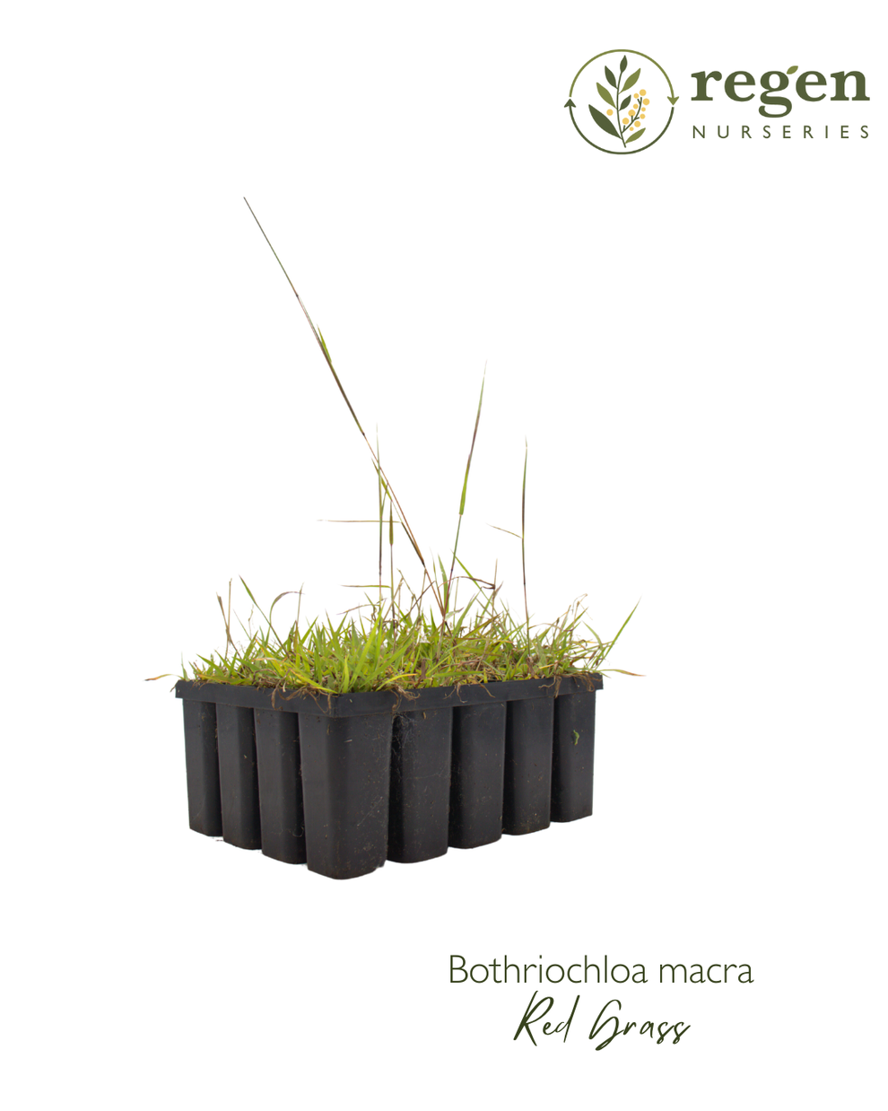 Buy Bothriochloa macra (Red Grass) - Wholesale Online – Regen Nurseries
