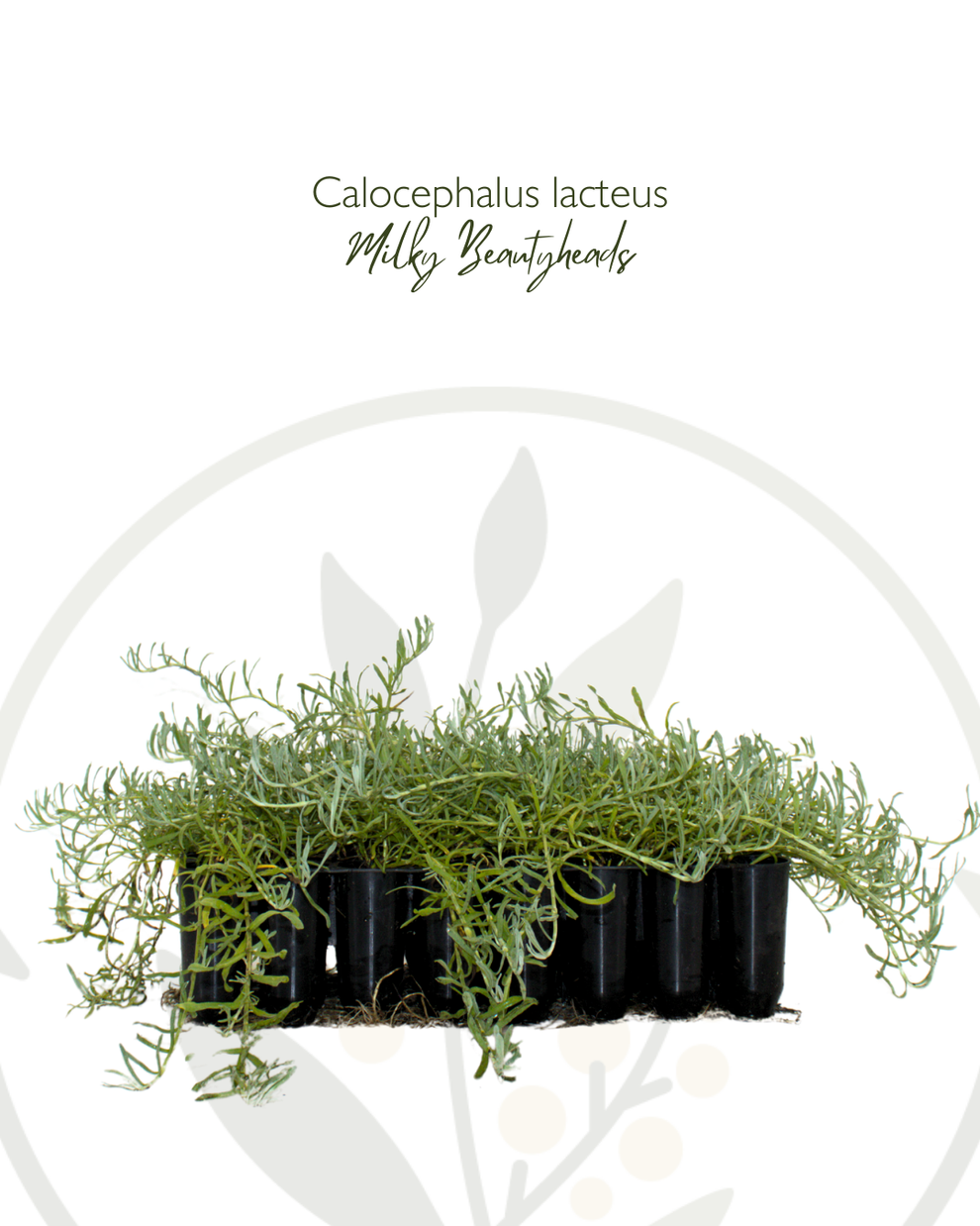 Buy Calocephalus lacteus (Milky Beautyheads) Wholesale Online – Regen ...