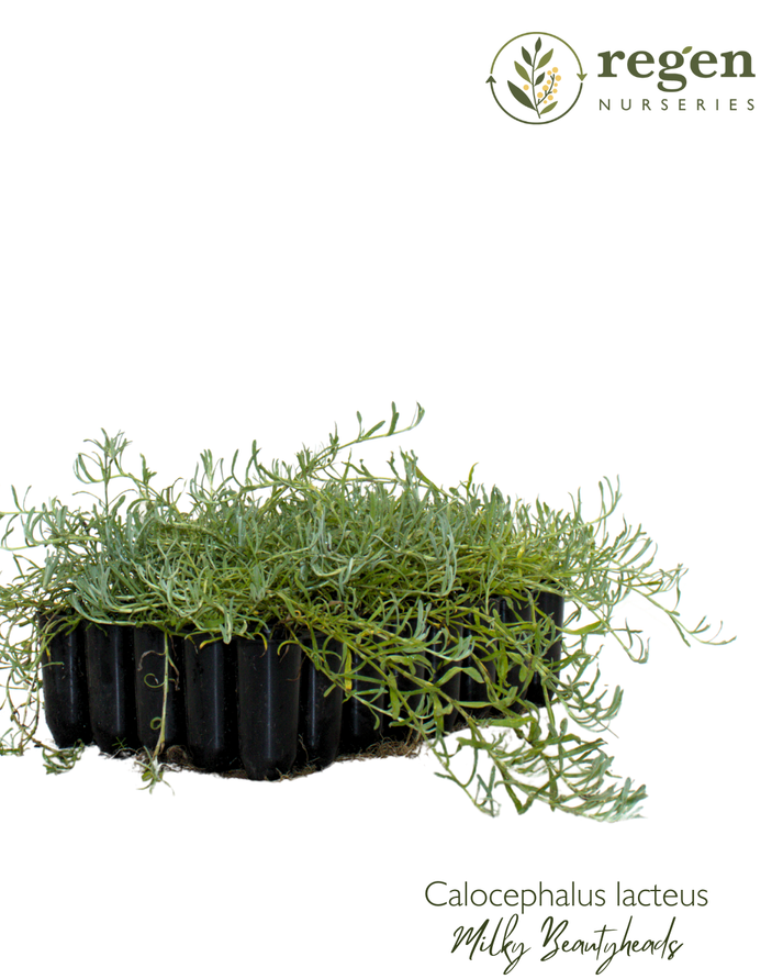 Buy Calocephalus lacteus (Milky Beautyheads) Wholesale Online – Regen ...