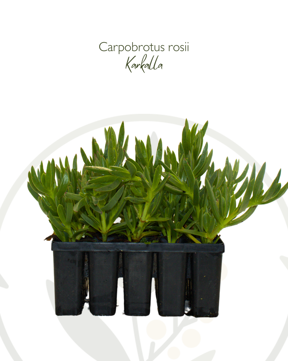 Buy Carpobrotus rossii (Karkalla) - Wholesale Online – Regen Nurseries