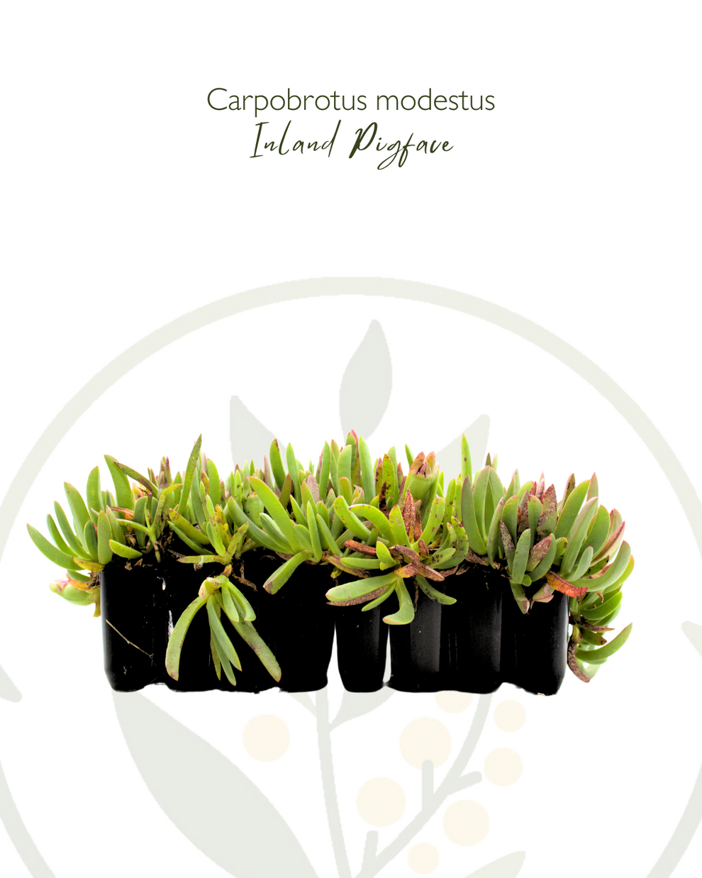 Buy Carpobrotus modestus (Inland Pigface) - Wholesale Online – Regen ...