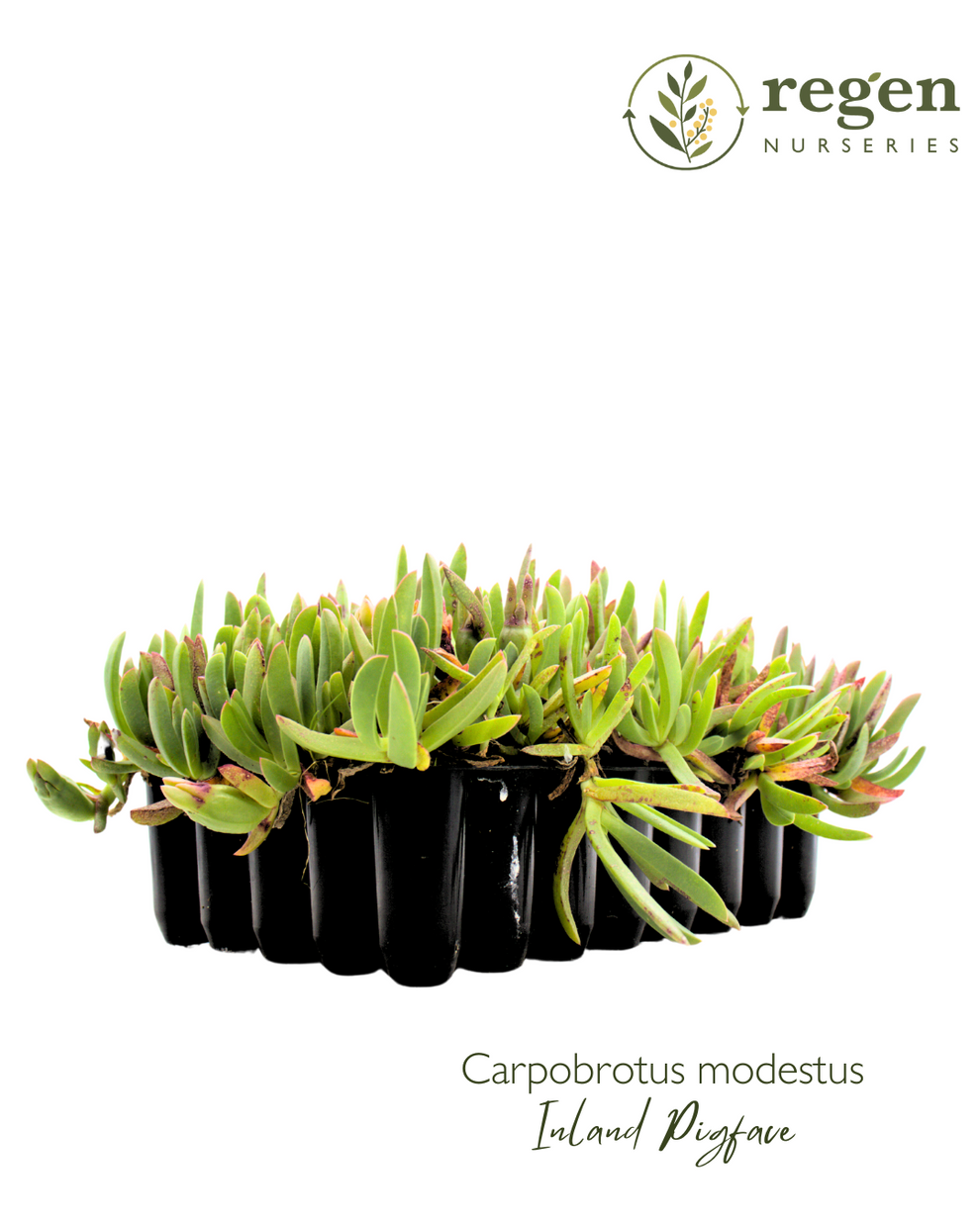 Buy Carpobrotus modestus (Inland Pigface) - Wholesale Online – Regen ...