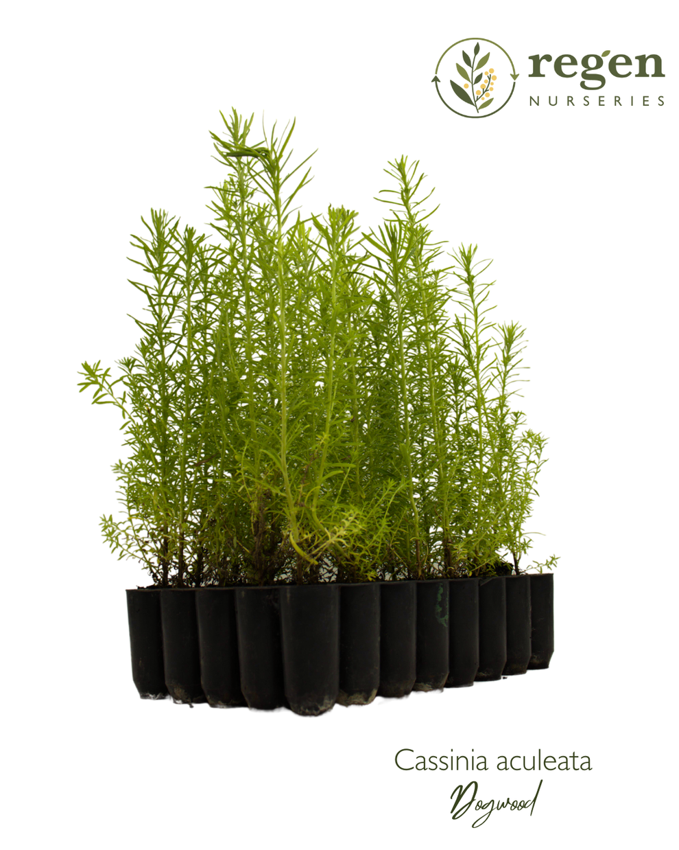 Buy Cassinia aculeata (Dogwood) Wholelsale Online – Regen Nurseries