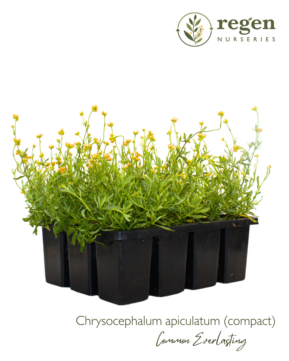 Landscape Lines and Cultivars – Regen Nurseries