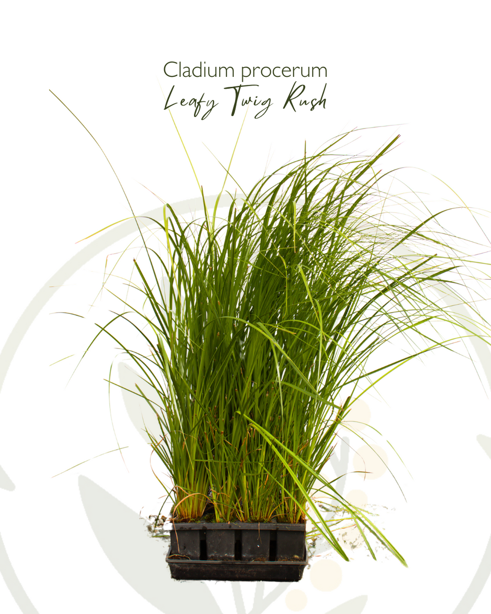 Buy Cladium procerum (Leafy Twig-sedge) - Wholesale Online – Regen ...