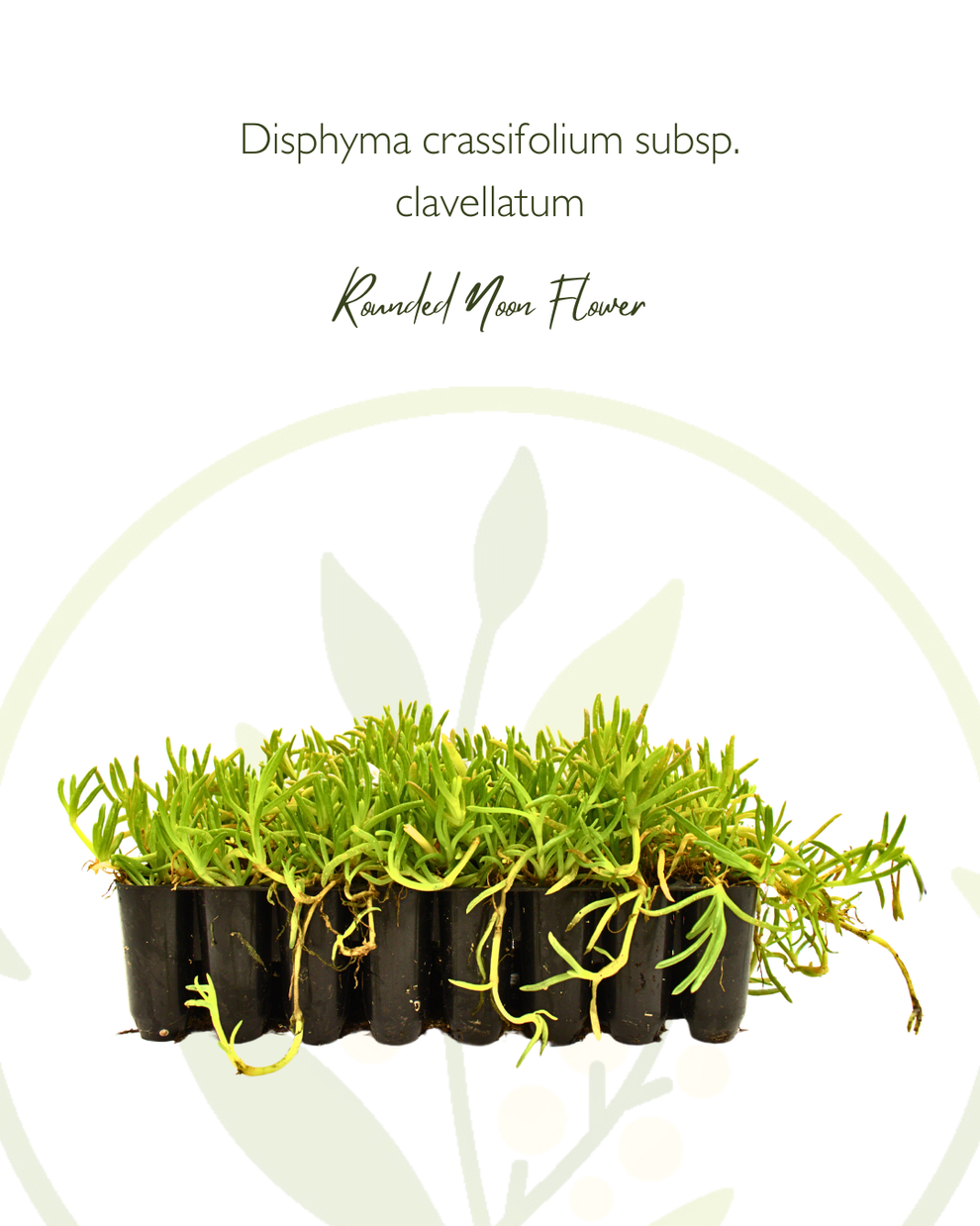 Buy Disphyma crassifolium (Rounded Noon-flower) - Wholesale Online ...