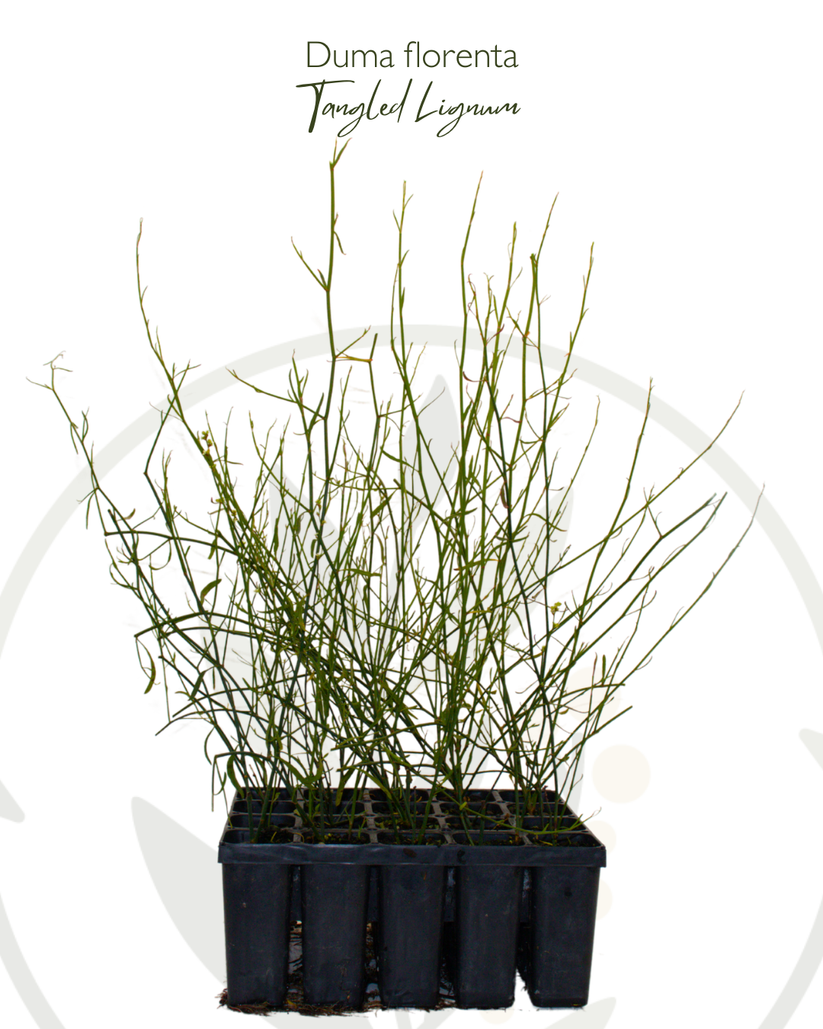 Buy Duma florulenta (Tangled Lignum) Wholesale Online – Regen Nurseries