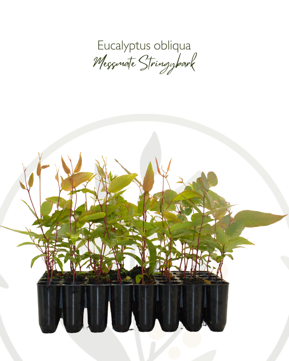 Buy Eucalyptus obliqua (Messmate Stringybark) Online – Regen Nurseries