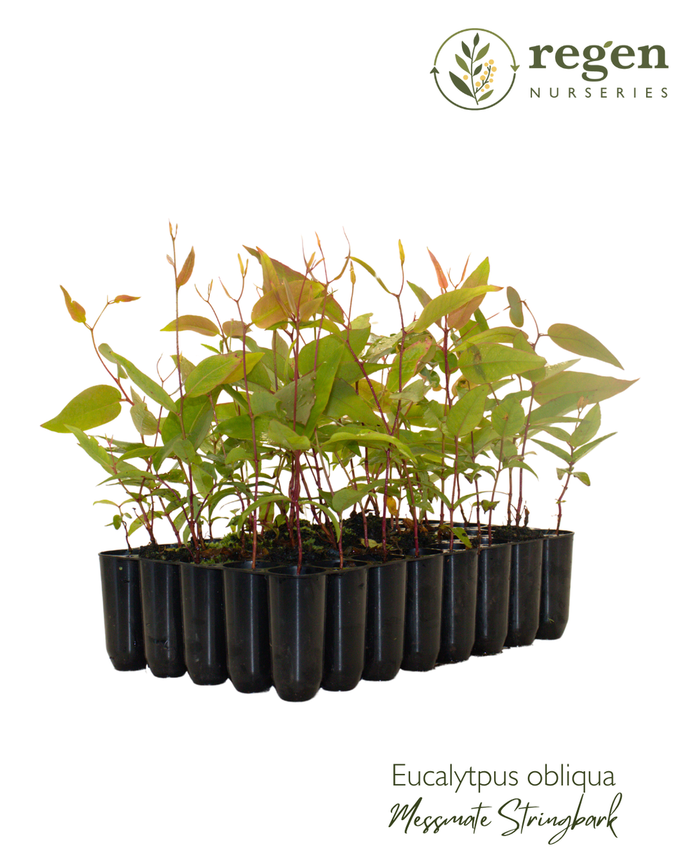 Buy Eucalyptus obliqua (Messmate Stringybark) Online – Regen Nurseries