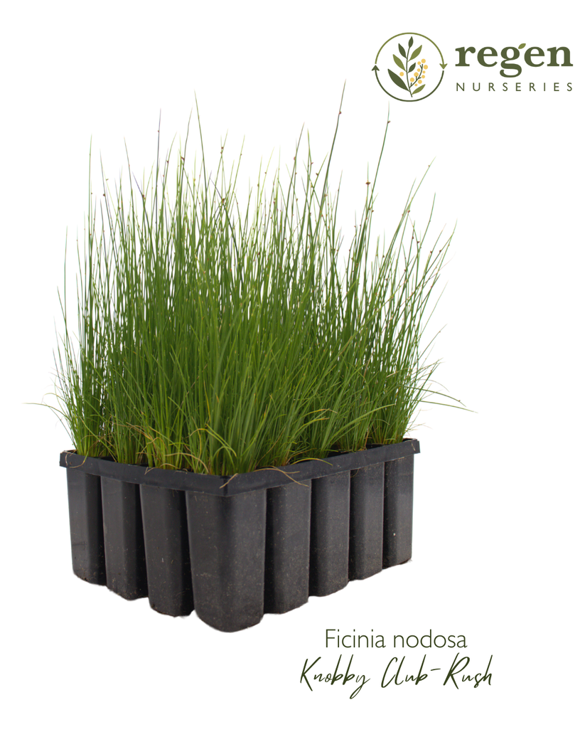 Buy Ficinia nodosa (Knobby Club-Rush) - Wholesale Online – Regen Nurseries