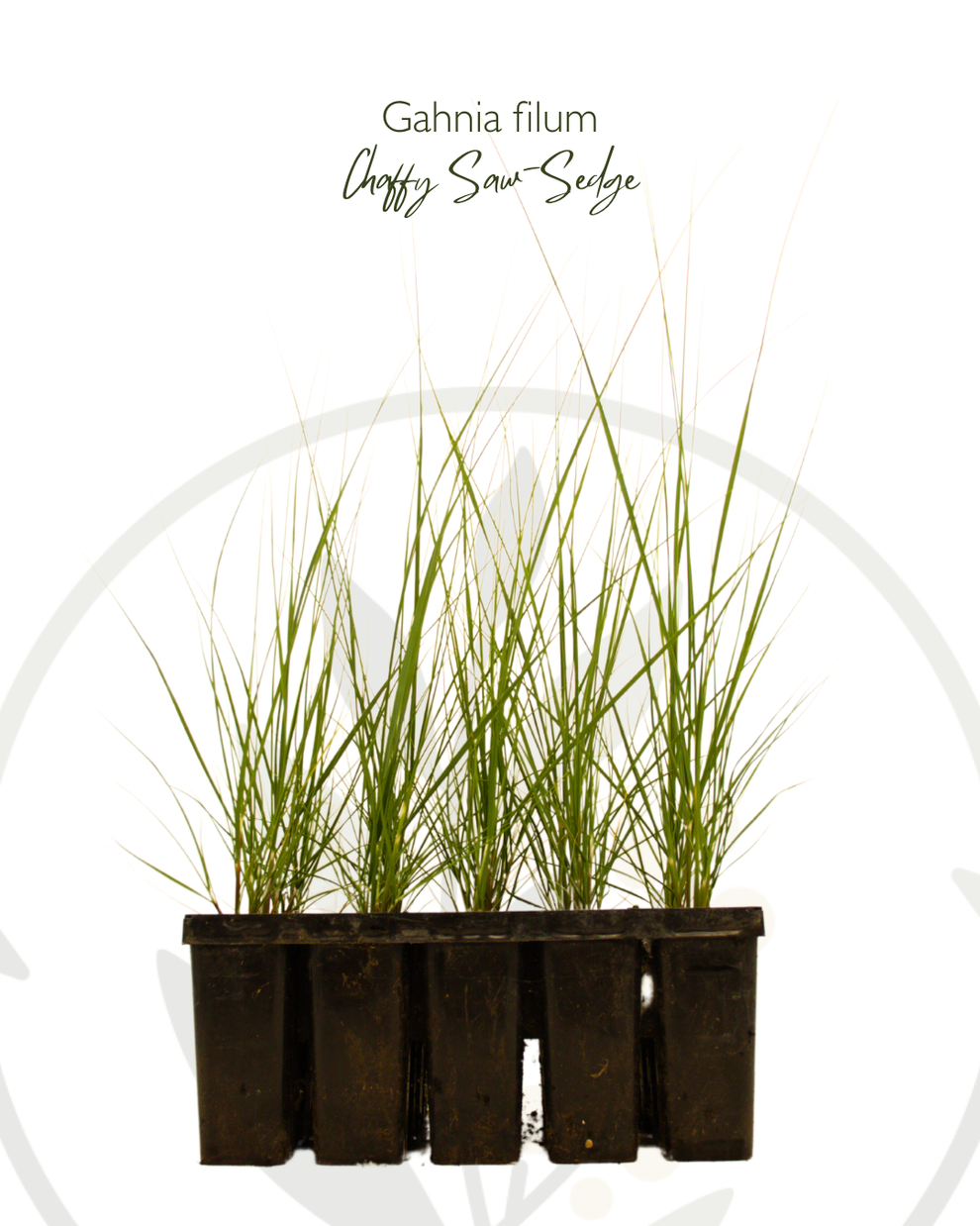Buy Gahnia filum (Chaffy Saw-sedge) - Wholesale online – Regen Nurseries