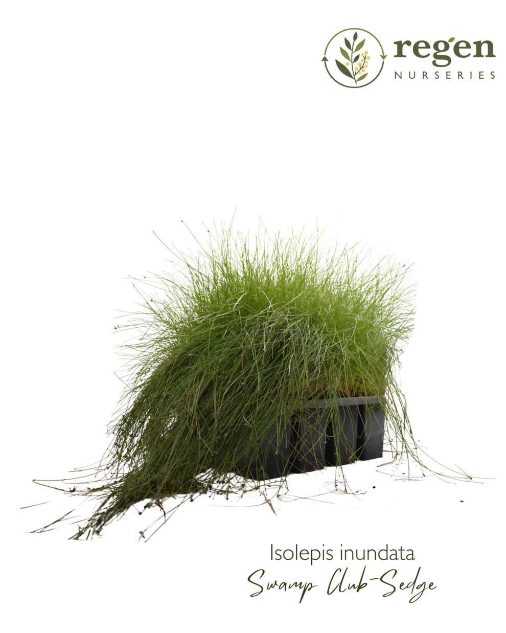 Buy Isolepis inundata (Swamp Club-Rush) - Wholesale Online – Regen ...