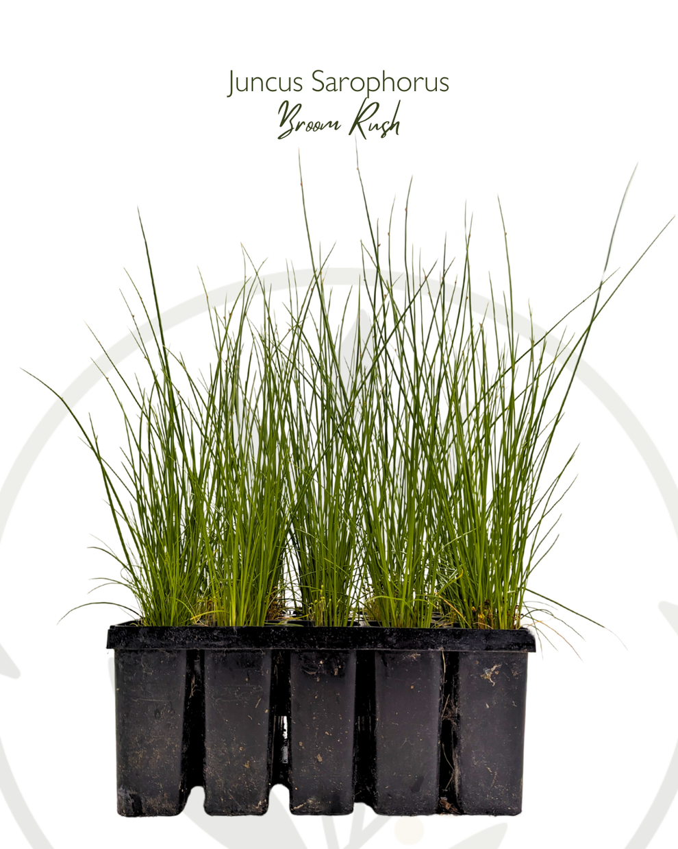 Buy Juncus sarophorus (Broom Rush) wholesale online – Regen Nurseries