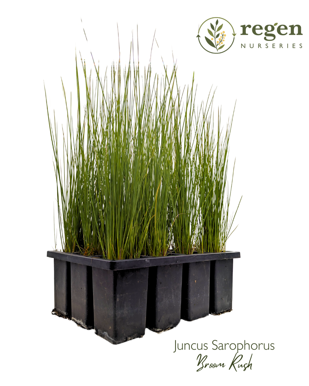 Buy Juncus sarophorus (Broom Rush) wholesale online – Regen Nurseries