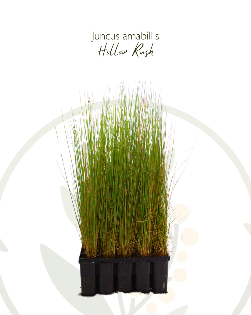 Buy Juncus amabilis (Yellow Rush) - Wholesale Online – Regen Nurseries