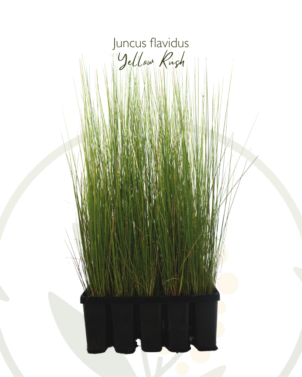 Buy Juncus flavidus (Yellow Rush) Wholesale online – Regen Nurseries