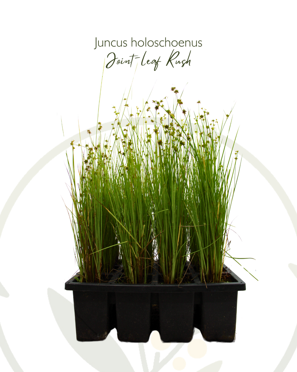 Buy Juncus holoschoenus (Joint-leaf Rush) - Wholesale Online – Regen Nurseries
