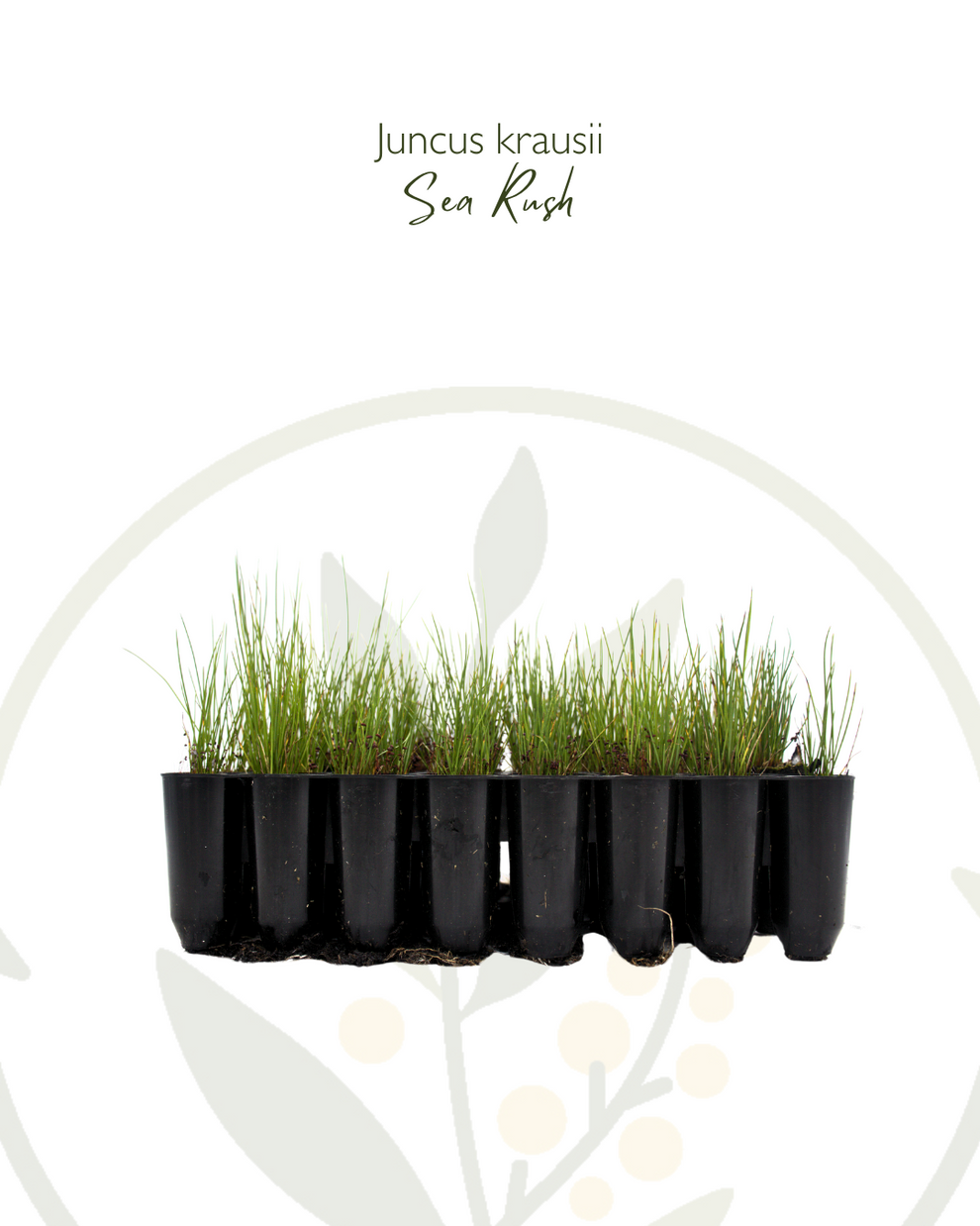 Buy Juncus kraussii (Sea Rush) - Wholesale Online – Regen Nurseries