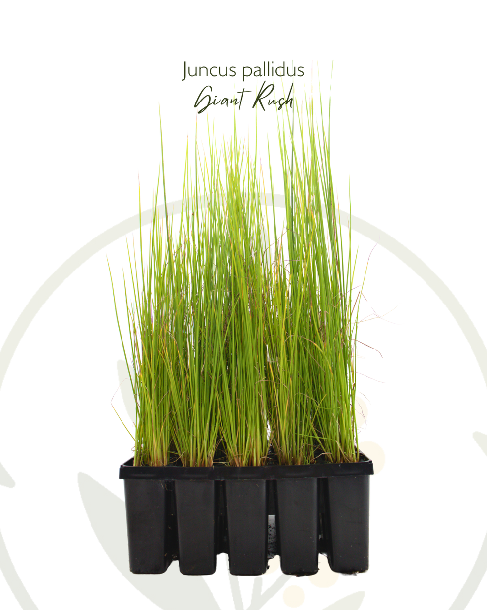 Buy Juncus pallidus (Yellow Rush) - Wholesale online – Regen Nurseries