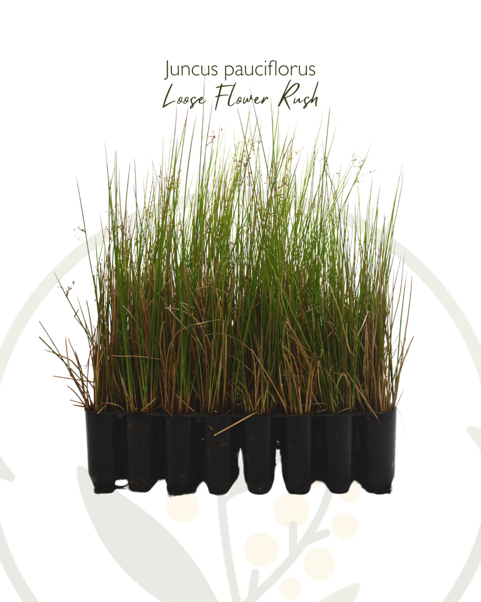 Buy Juncus pauciflorus (Few Flowered Rush) - Wholesale Online – Regen ...