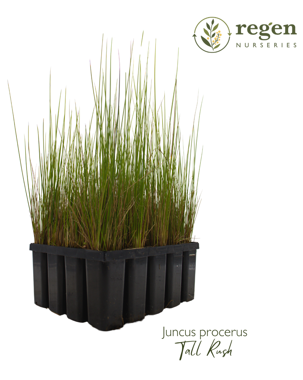 Buy Juncus procerus (Tall Rush) - Wholesale Online – Regen Nurseries