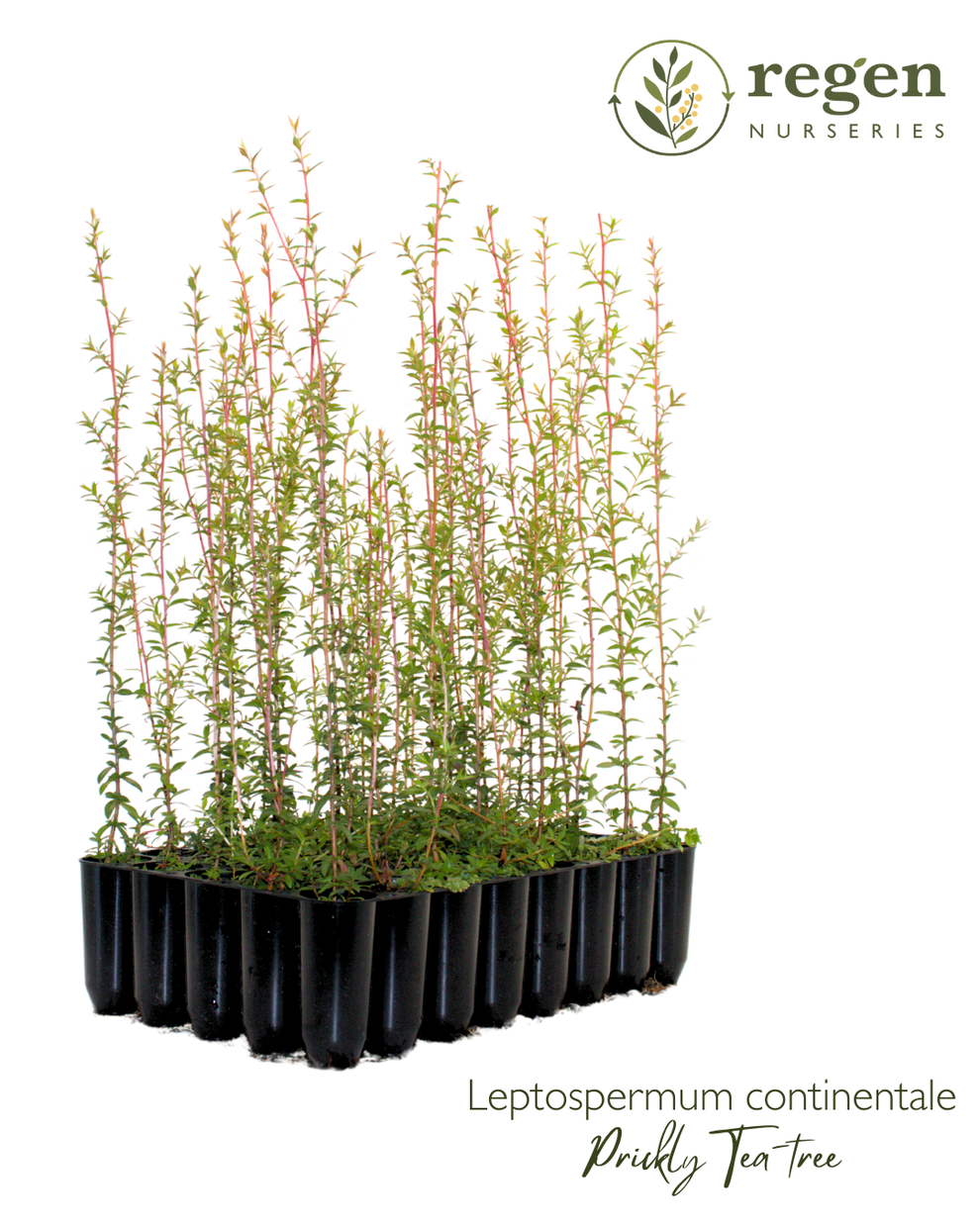 Buy Leptospermum continentale (Prickly Tea-tree) Wholesale online ...
