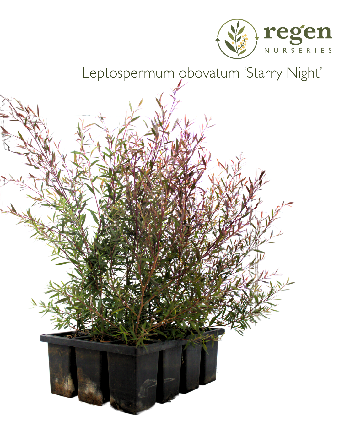 Buy Leptospermum obovatum 'Starry Night' - Wholesale Online – Regen ...