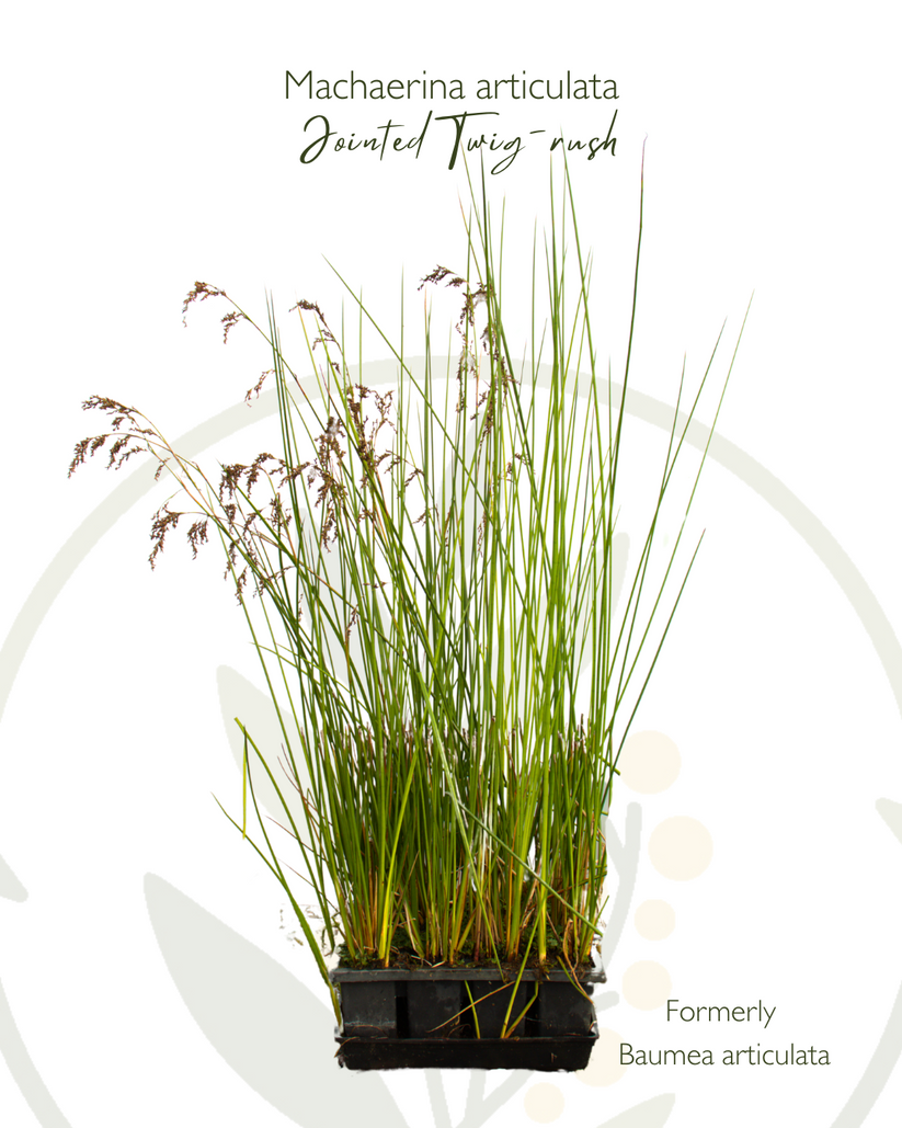 Buy Machaerina articulata (Jointed Twig-Rush) - Wholesale Online ...