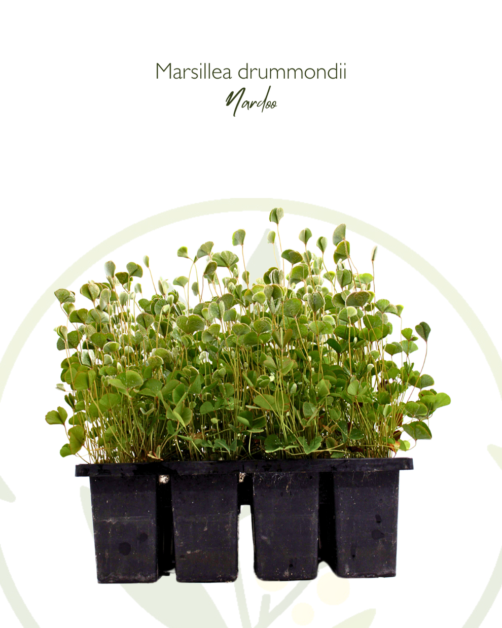 Buy Marsilea drummondii (Nardoo) Online – Regen Nurseries