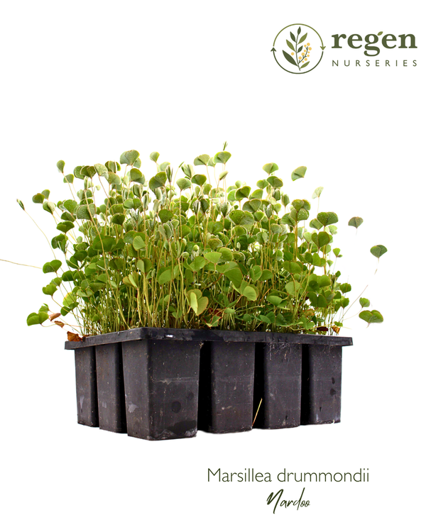 Buy Marsilea drummondii (Nardoo) Online – Regen Nurseries