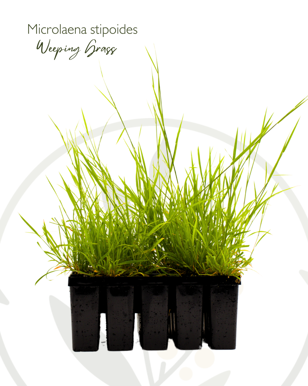 Buy Microlaena stipoides (Weeping Grass) Wholesale Online – Regen Nurseries