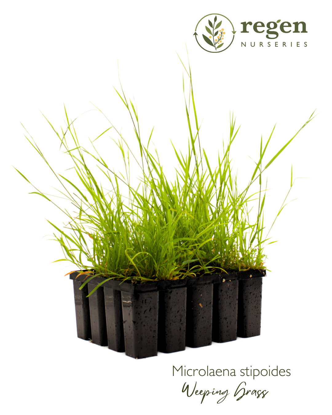 Buy Microlaena stipoides (Weeping Grass) Wholesale Online – Regen Nurseries