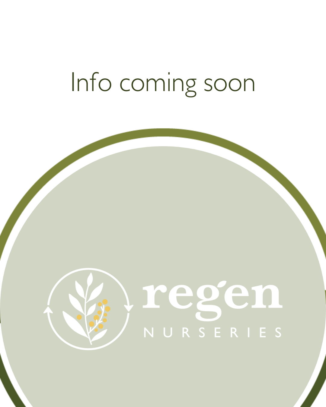 Buy Poa morrisii online - Enhance Your Home with Natural Beauty – Regen ...