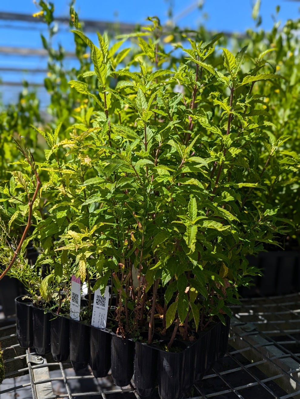 Buy Prostanthera lasianthos (Victorian Christmas Bush) - Wholesale ...