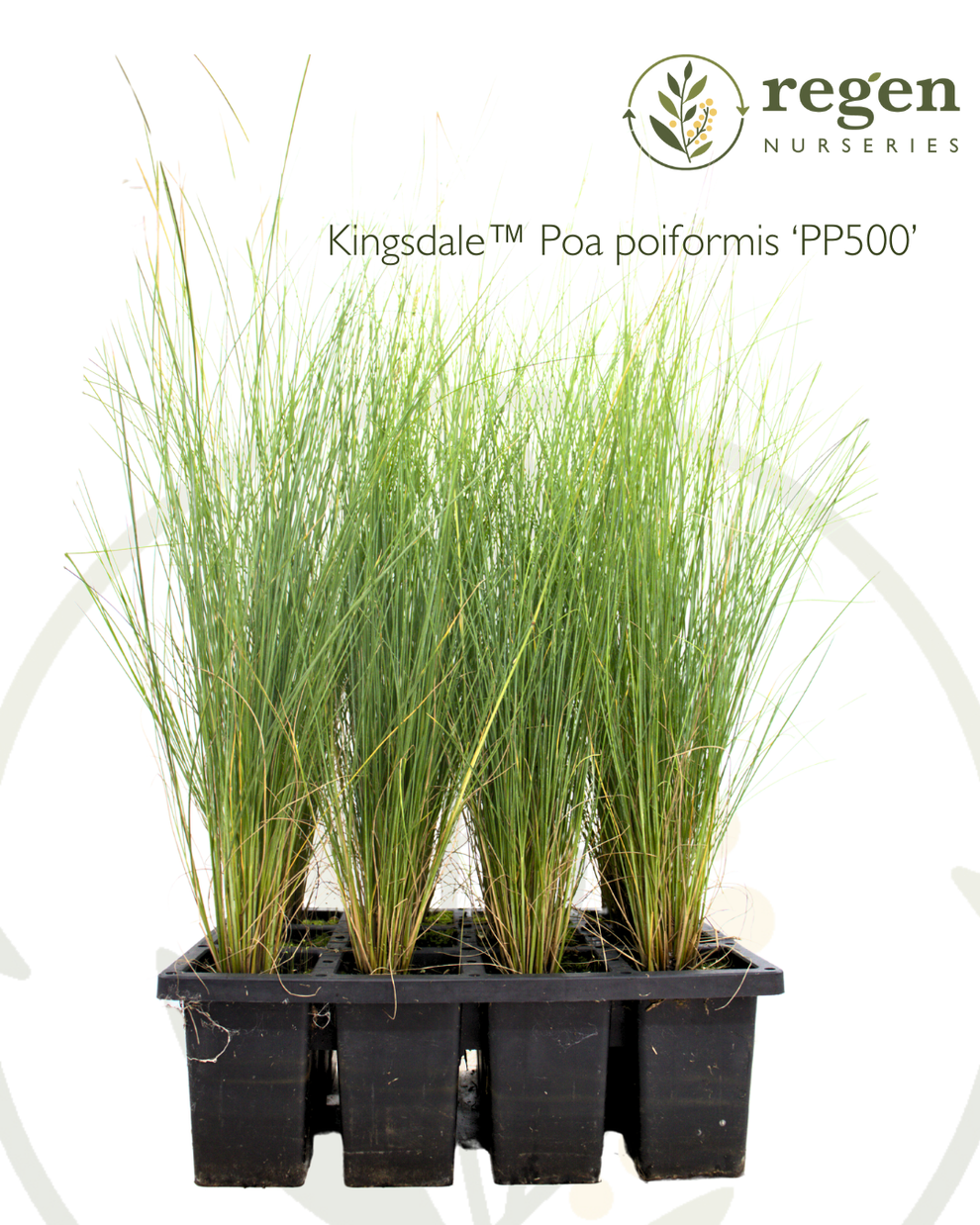 Buy Poa poiformis 'Kingsdale' - Wholesale Online – Regen Nurseries