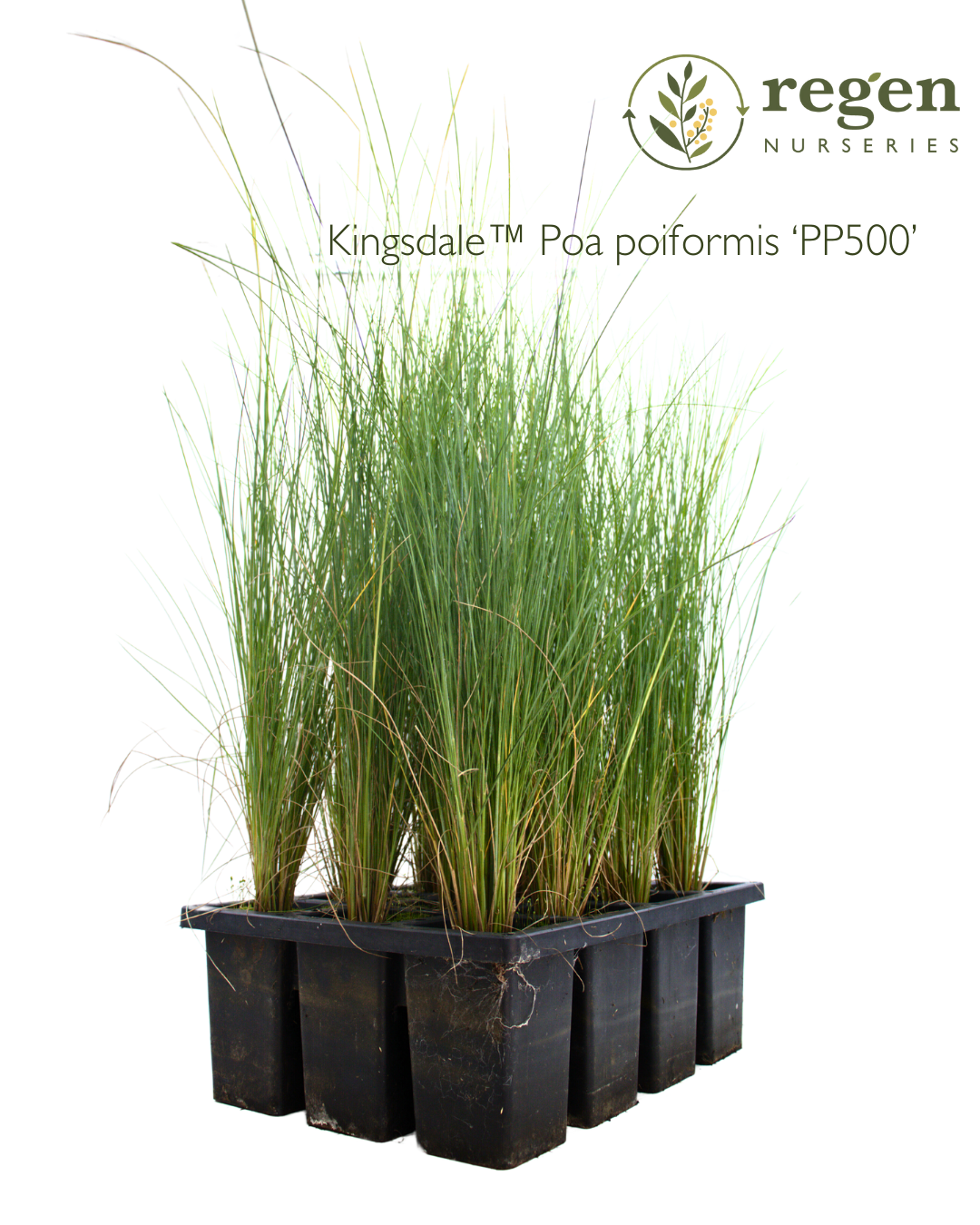 Buy Poa poiformis 'Kingsdale' - Wholesale Online – Regen Nurseries